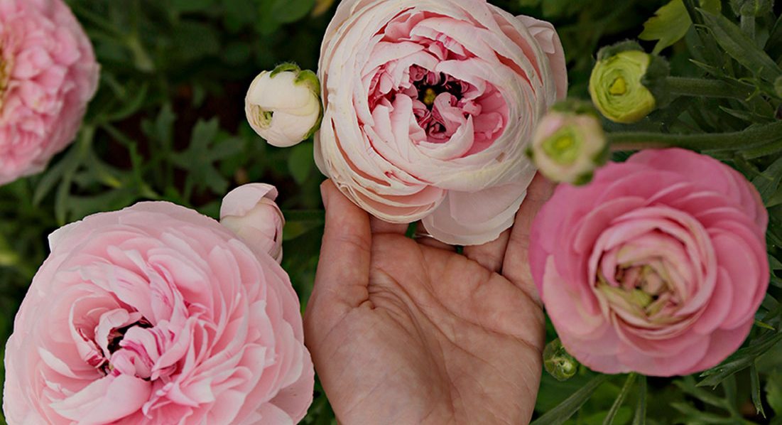 Best Places for U-Pick Flowers | 417 Magazine