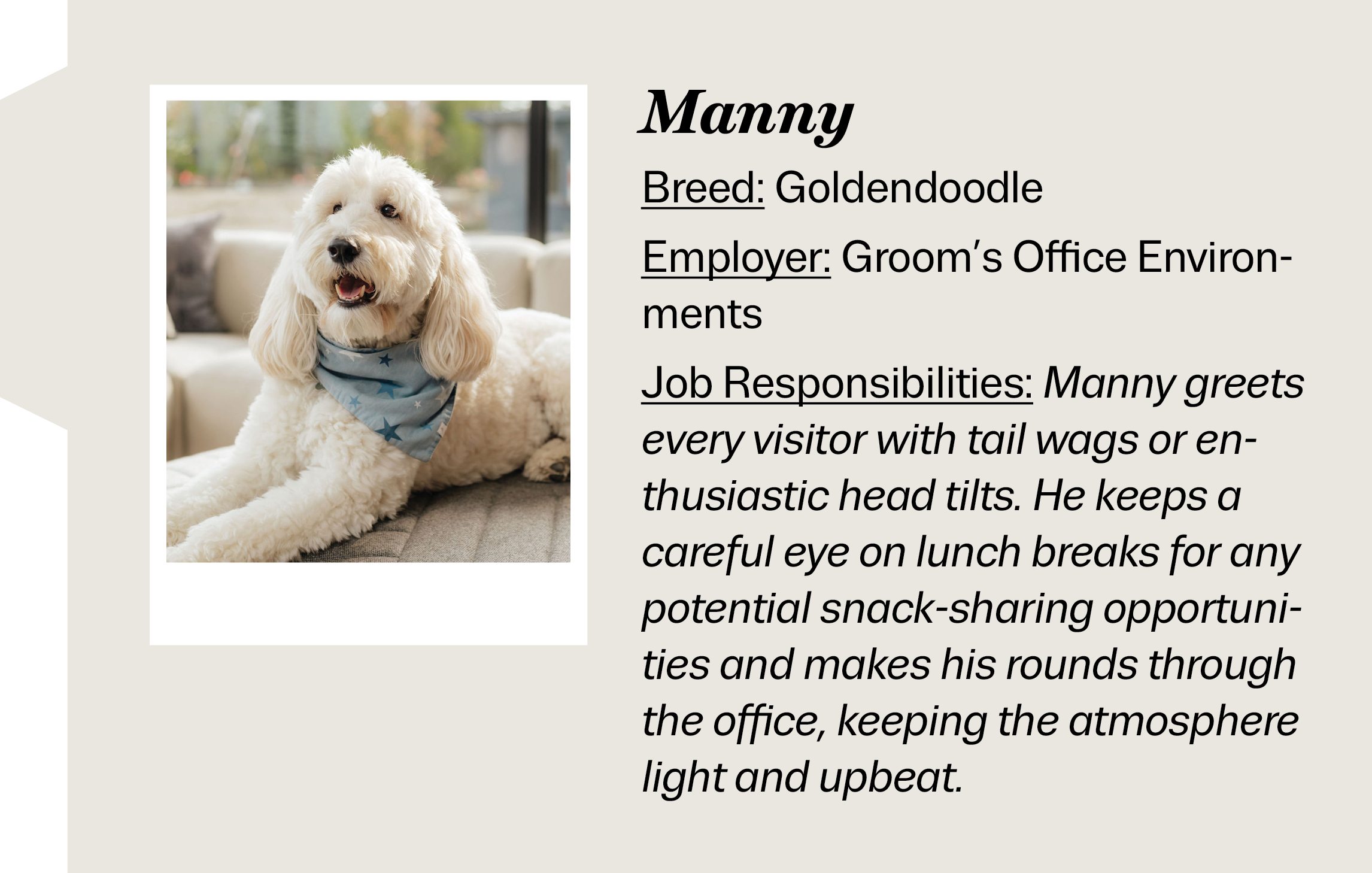 Springfield, Missouri's Office Pets