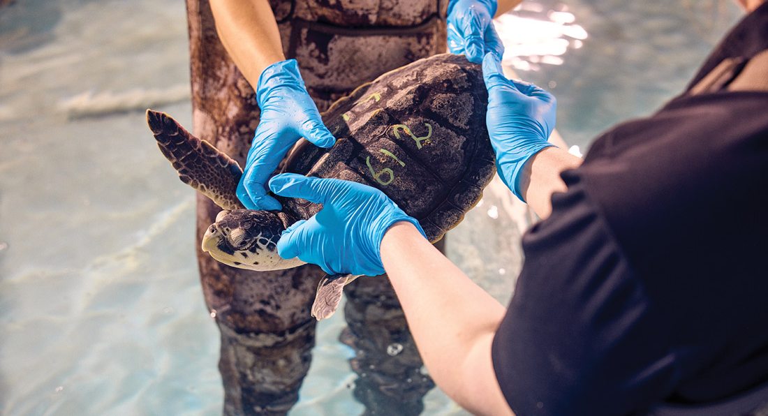 Rescuing Sea Turtles with Wonders of Wildlife