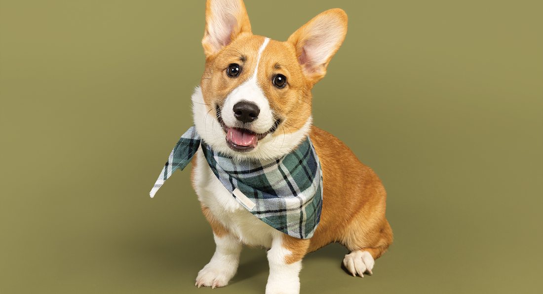 The Pets of Springfield and Southwest Missouri | 417 Magazine