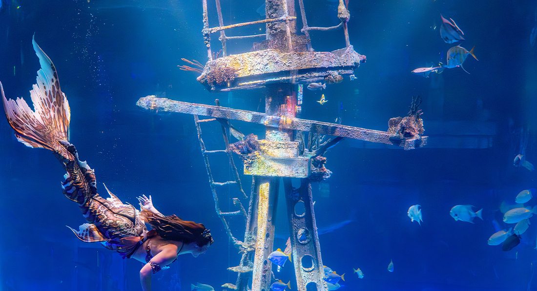 Wonders of Wildlife Mermaid Performances: Dates, Details and What to ...