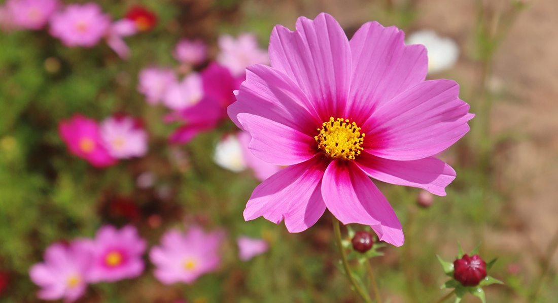 Pick Your Own Bouquet of Flowers at Gooseberry Bridge Farm