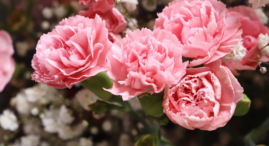 From Filler to Favorite: The Carnation’s Glow-Up