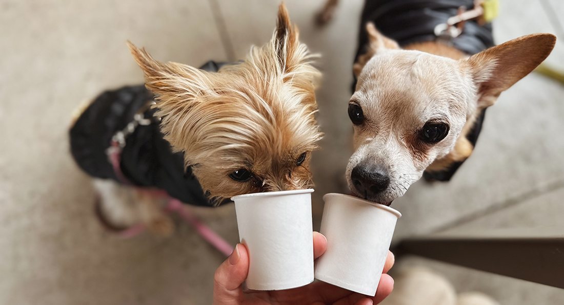 Pet Stores, Supplies and Treats in Springfield, Missouri