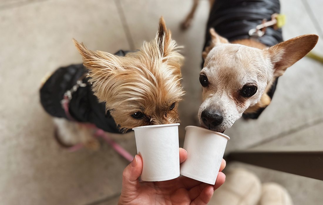 Pet Stores, Supplies and Treats in Springfield, Missouri