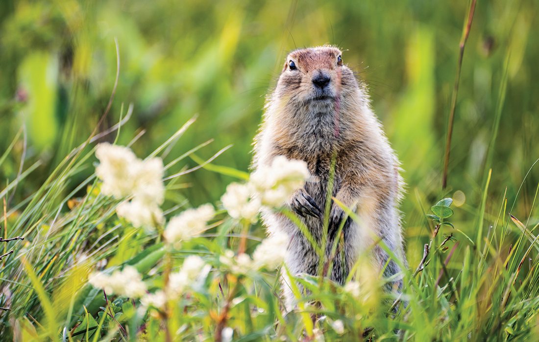 Groundhogs Have Too Much Power
